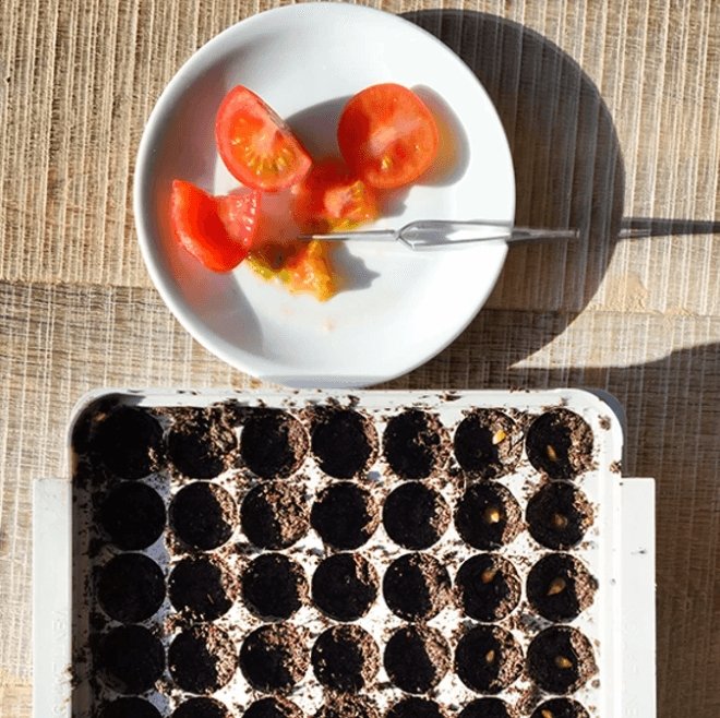 Tomatblogg del 2 - Pottetrening – BEDD